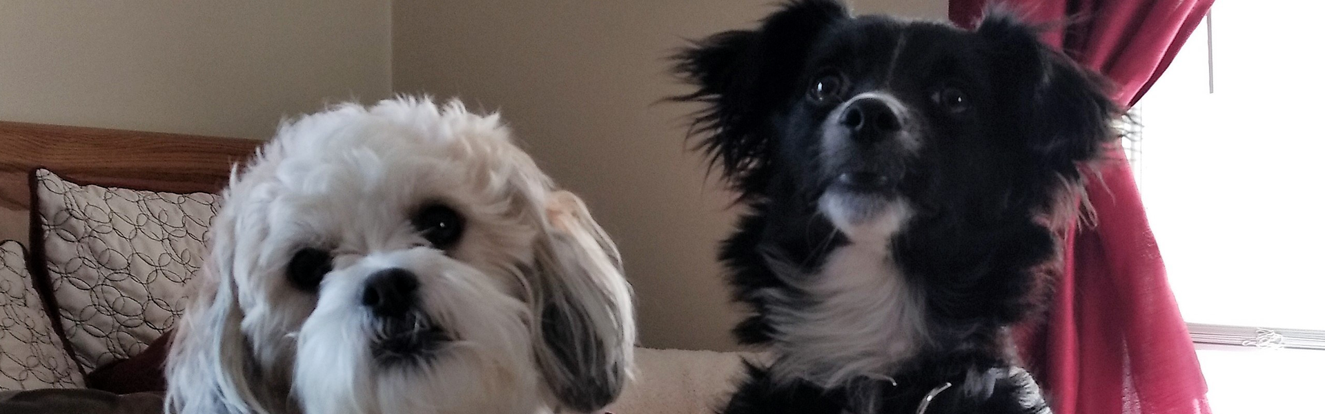 Missing Mario Found a Home – Berkshire Humane Society