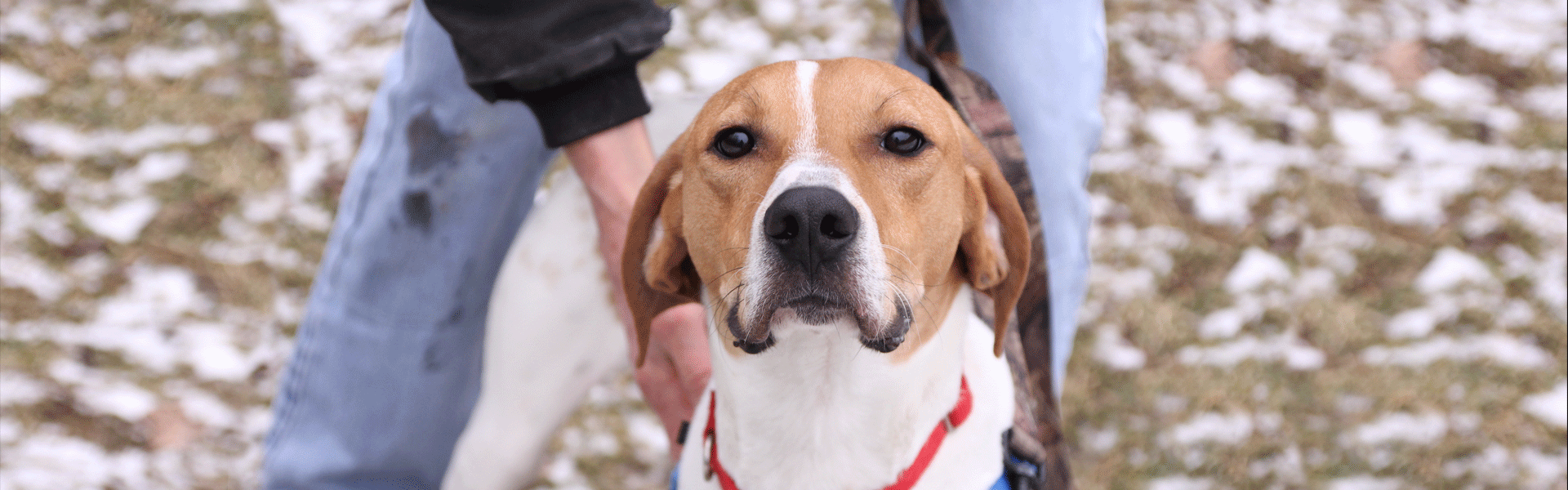 Be Hip & SNIP Your Dog – Berkshire Humane Society