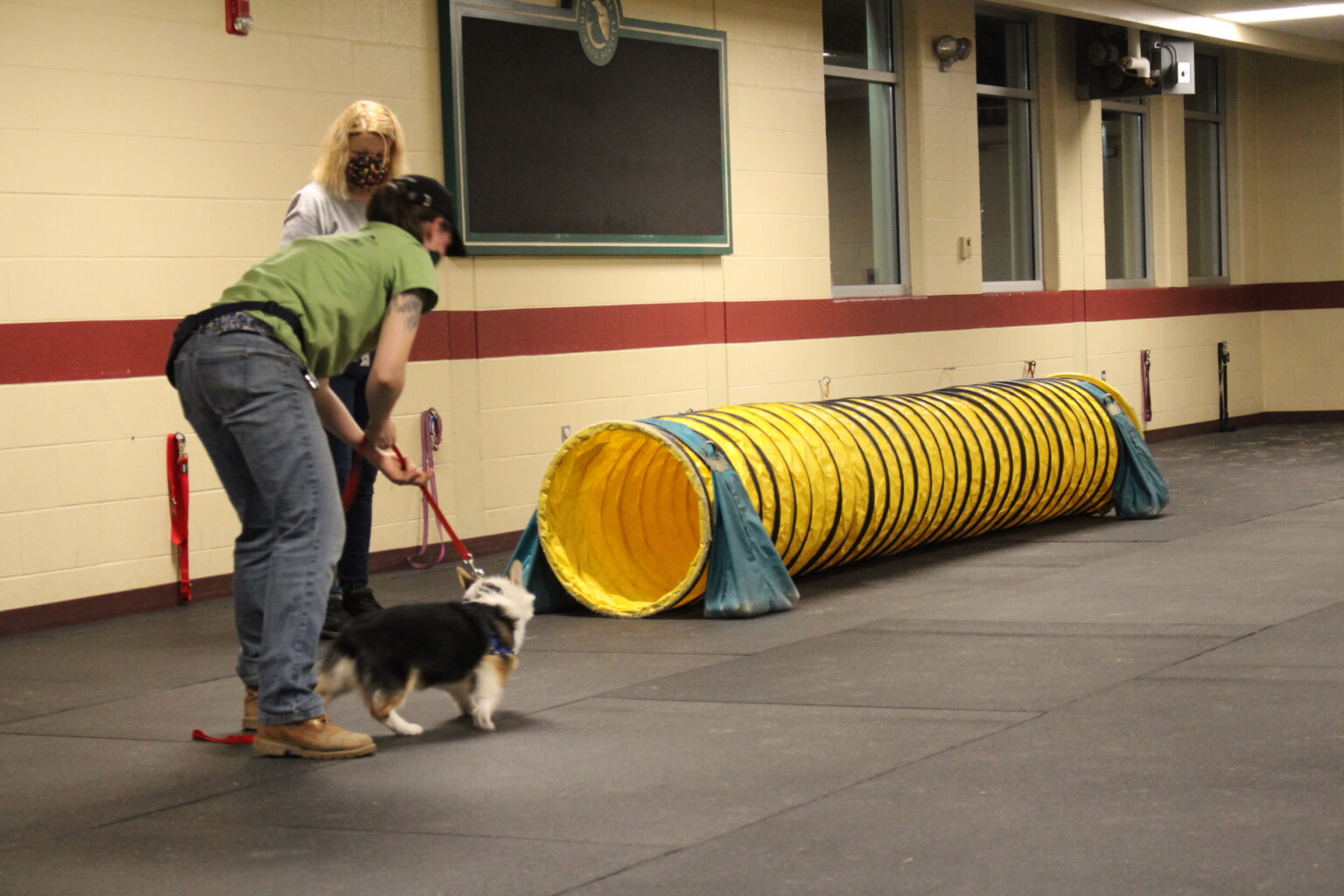 Dog Training – Berkshire Humane Society