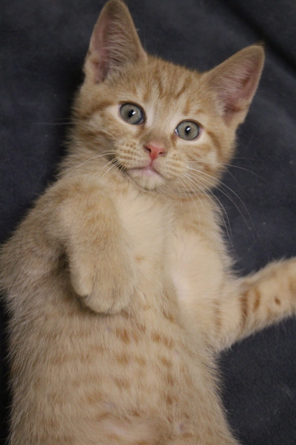 June is Adopt a Shelter Cat Month – Berkshire Humane Society