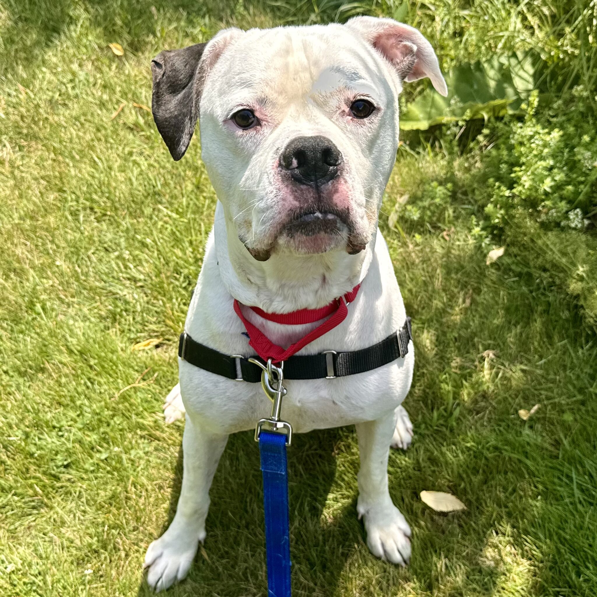 Berkshire Humane Society to Waive Adoption Fees of Adult Dogs July 15 ...